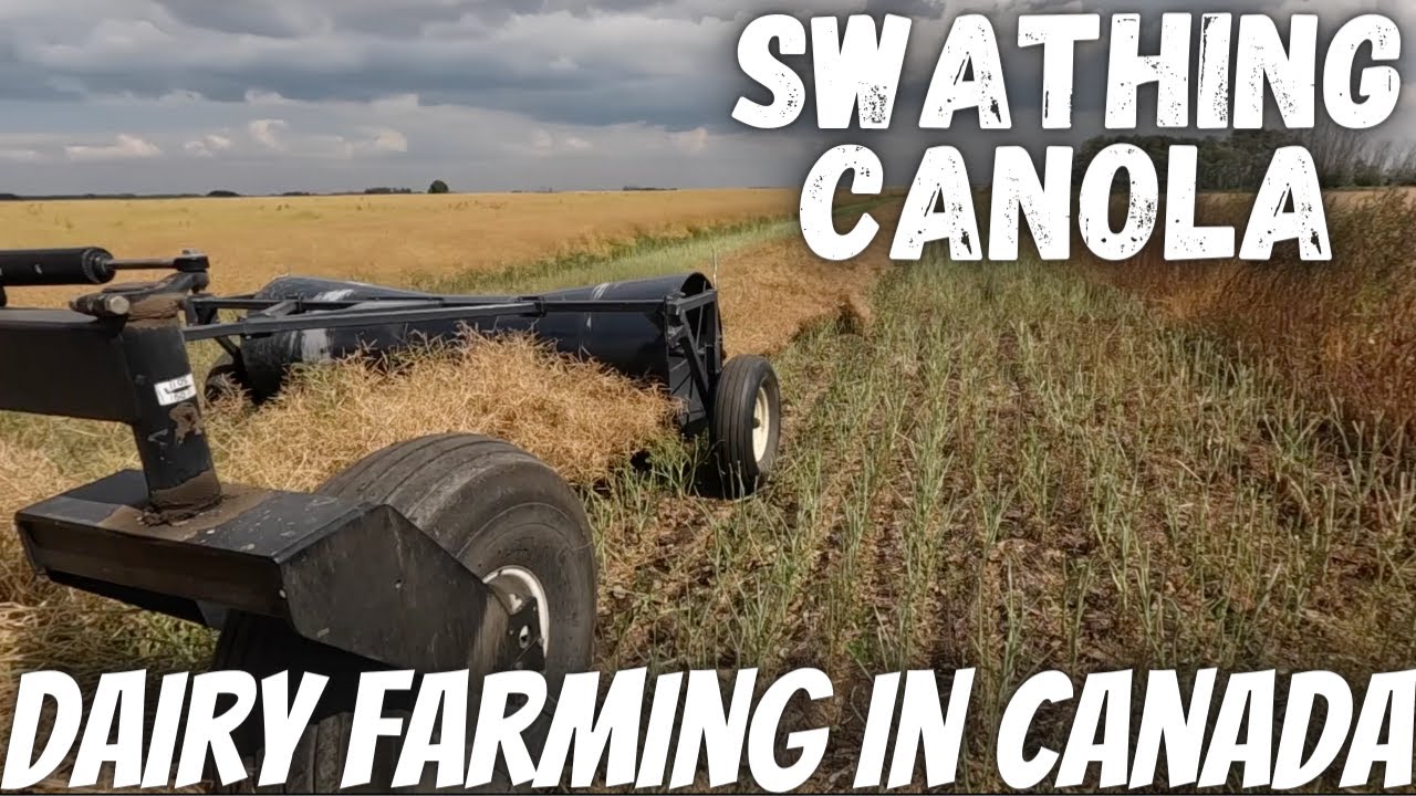 Swathing Canola, Dry Off Cows, Moving Baler! - YouTube