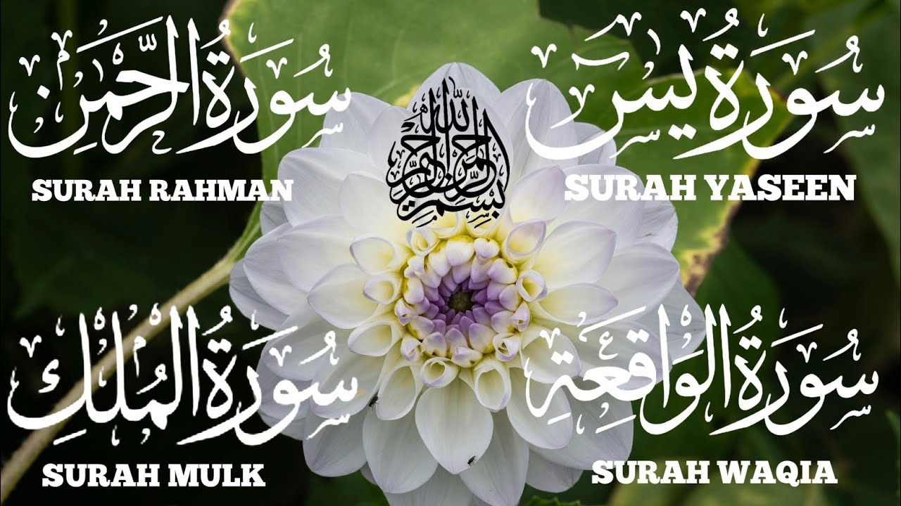 Surah Yaseen | Episode 528 | Daily Quran Tilawat Surah Rahman Surah ...