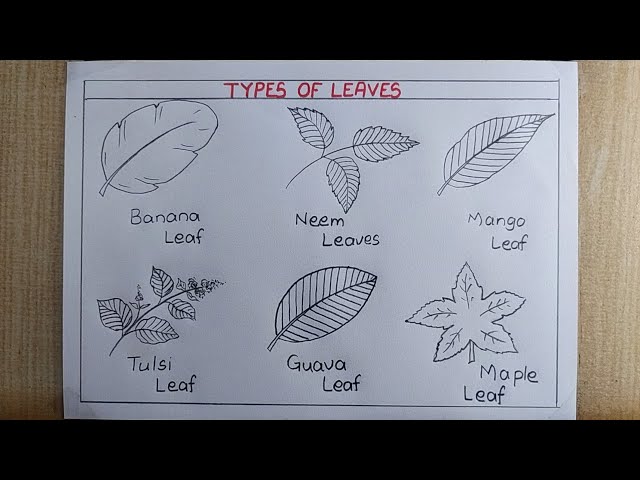 Different Types Of Leaves Drawing Easy