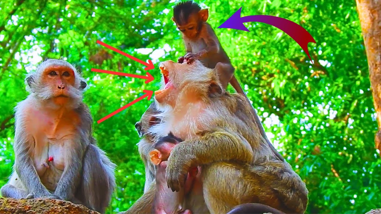 Perfect Baby monkey plays with mother looks so lovely🥰 - YouTube