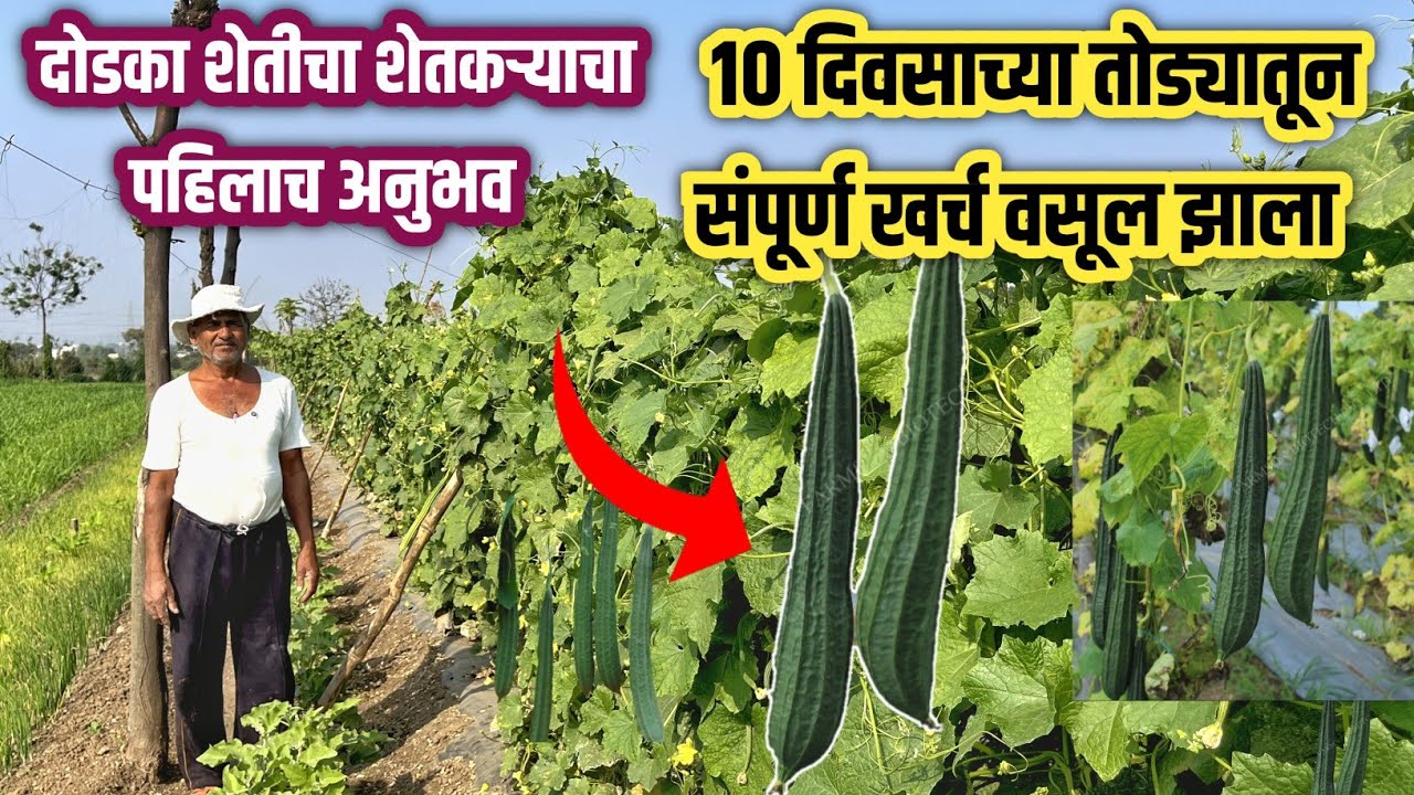 दोडका शेतीचा शेतकऱ्याचा खरा अनुभव | Dodka sheti | Farming Babaji - YouTube