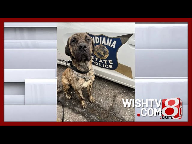 Indiana State Dog ISP K 9 Hondo Settles Into Retirement After 9 Years