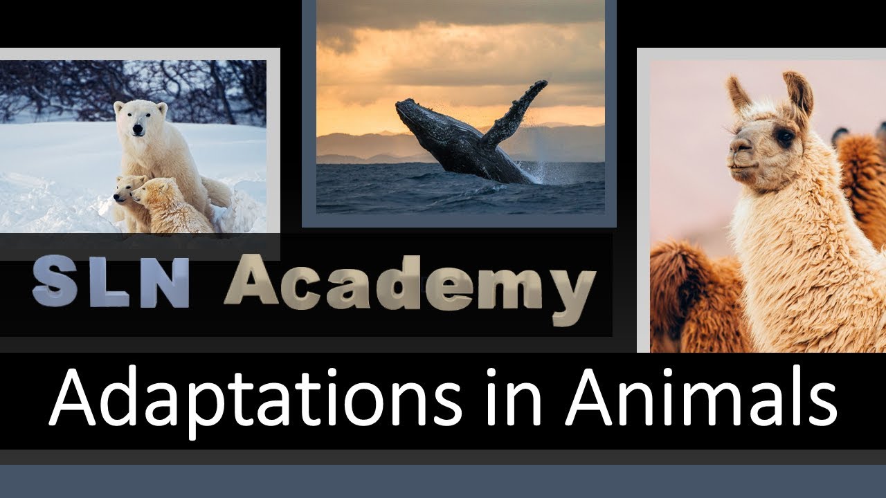 Adaptation in Animals - Mammals Living Habitats - YouTube