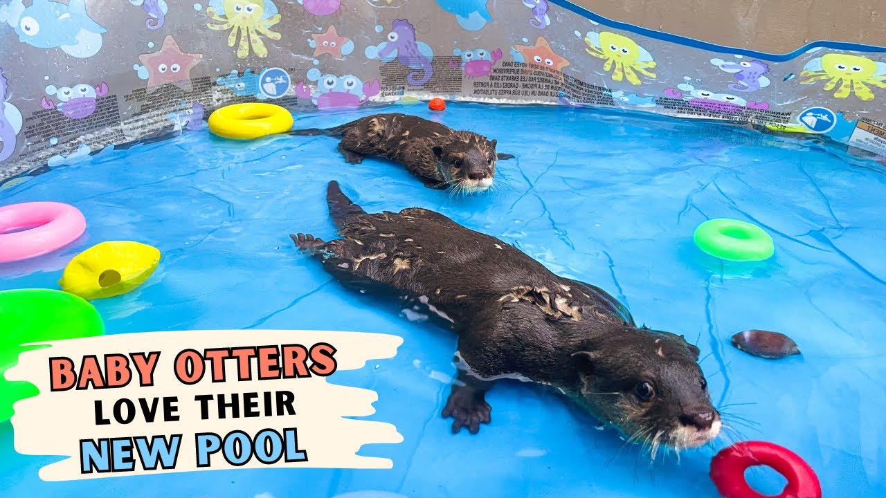 The Baby Otters Have Their Own Private Pool (With a Lot of Toys) 💦🔫 ...