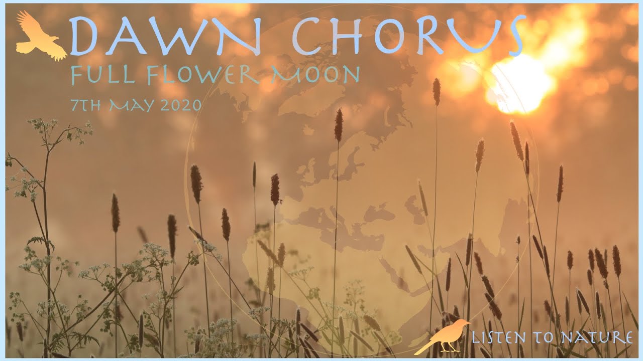 Dawn Chorus recorded in UK, May 2020 - Listen to 5 minutes of ...
