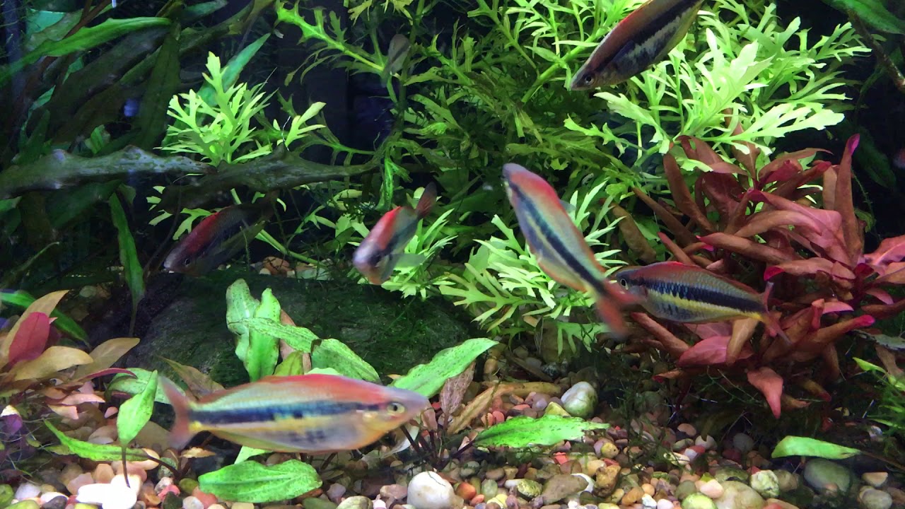 Beautiful Rainbowfish Chilatherina Alleni Wapoga 2 - YouTube