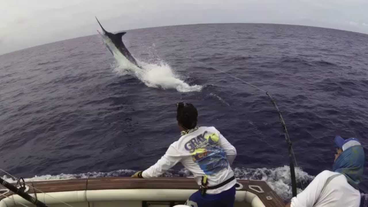 Big blue marlin fish caught in incredible way - YouTube