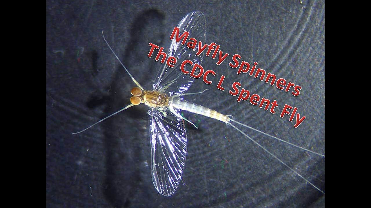 Leon Links' L Spent Fly Pattern - YouTube