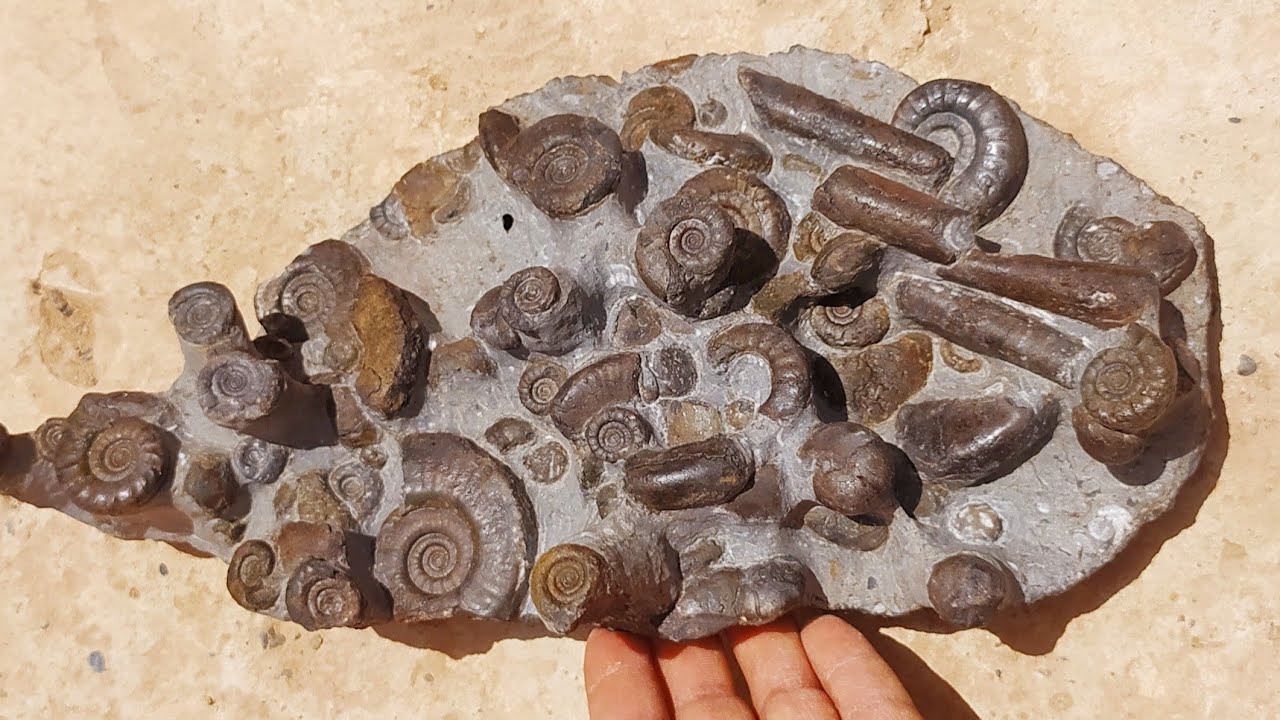 Over 360 million years ago. - YouTube