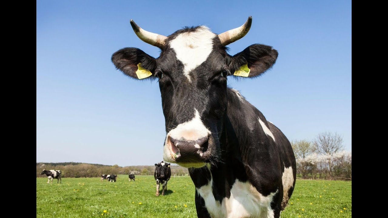 The Sacred Cow in India. Elementary level. ESL/ESOL A1-A2 | English ...