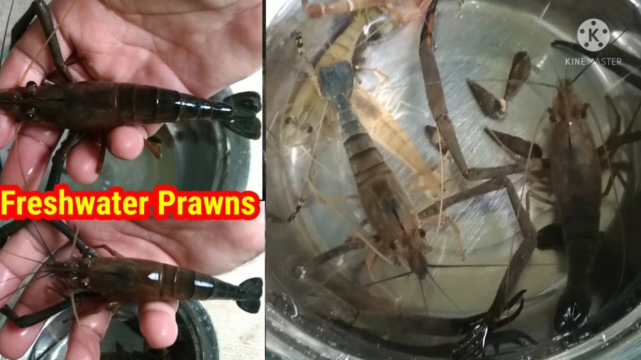FRESHWATER PRAWN / ULANG @DEXTERSYTC - YouTube