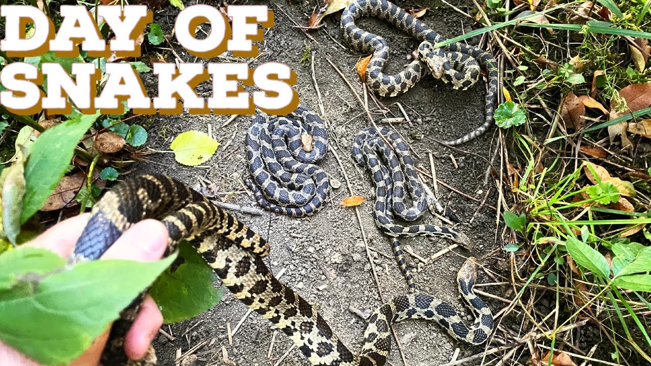 Flipping rocks and tin to find all kids of animals with @Loub747 - YouTube