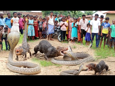 नेवला और सांप का ऐसा लड़ाई आपने कभी नहीं देखा होगा😱 दोनों गिरा कुंए में Snake Vs Mongoose Fighting