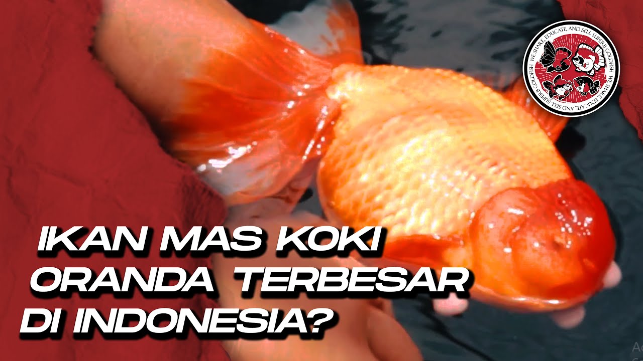 IKAN MAS KOKI ORANDA TERBESAR DI INDONESIA ? - YouTube