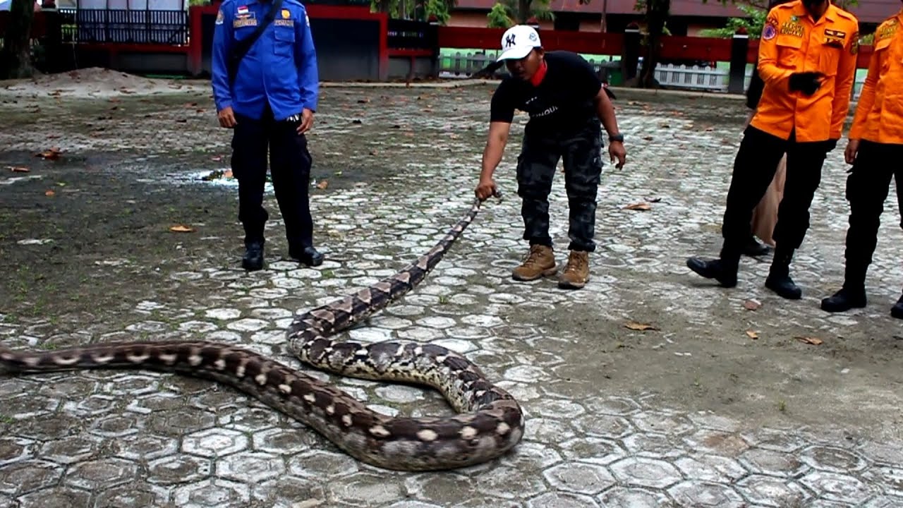 DETIK DETIK TEAM RESCUE KALIMANTAN MENANGKAP ULAR PYTHON BESAR | MANDA ...