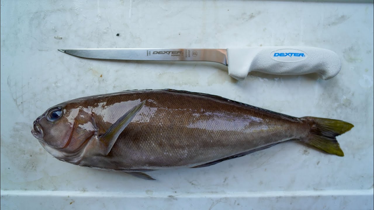 How To Fillet California Ocean Whitefish! - YouTube