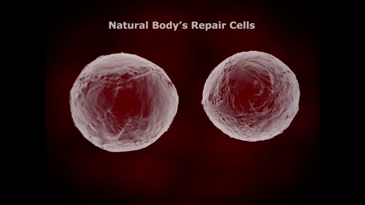 How do stem cells work? - YouTube
