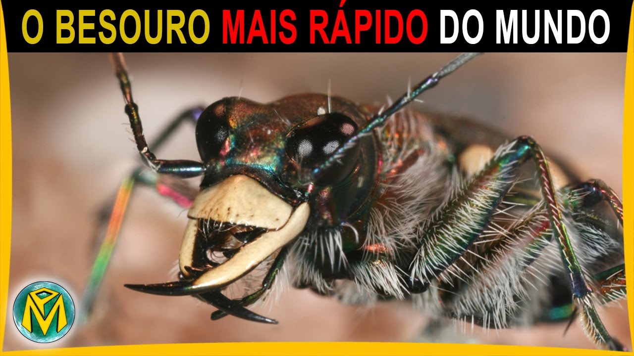 O Besouro MAIS RÁPIDO do mundo - Besouro Tigre - YouTube