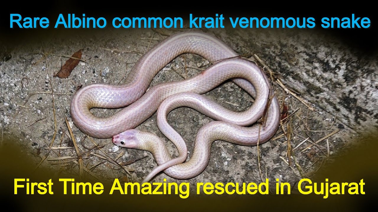 Rare Albino common krait venomous snake (Bungarus caeruleus) First Time ...