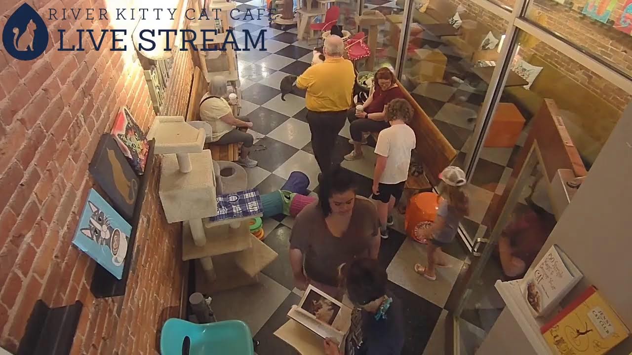 River Kitty Cat Café Live Stream - YouTube