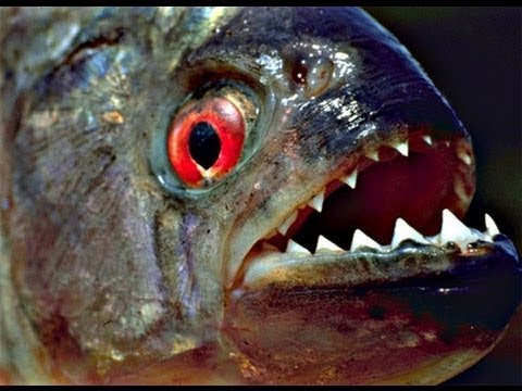 İnsan Doğaya Karşı Pirana Balığı Bear Grylls Belgesel