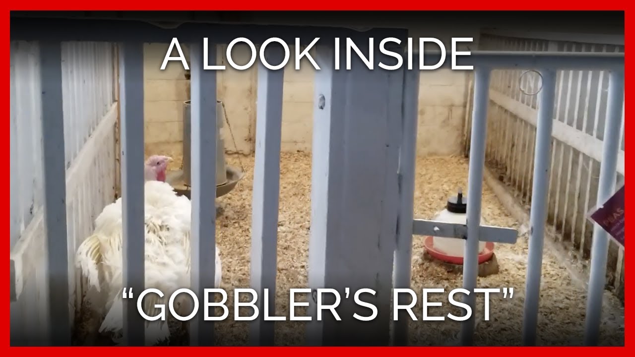 A Look Inside “Gobbler’s Rest” - YouTube