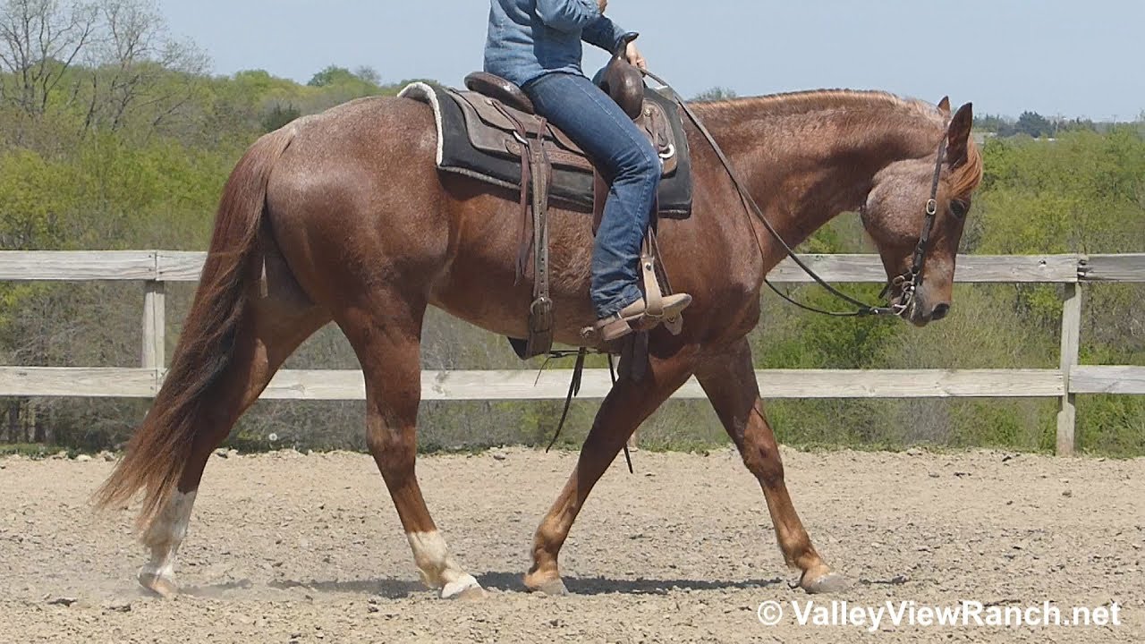 Boon Cat Bodee***For info, price, etc., go to our website ...