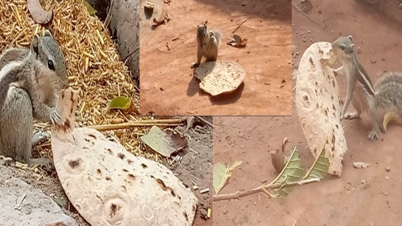 SQUIRREL EATING INDIAN BREAD (ROTI ) | ANIMAL VIDEO - YouTube