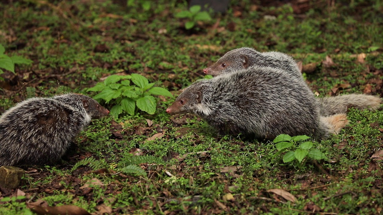 食蟹獴 Crab-eating Mongoose - YouTube