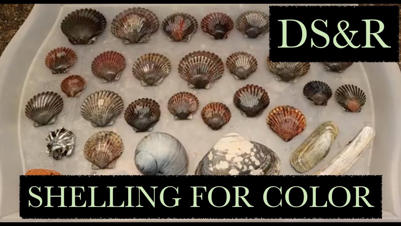 February Shelling for COLOR in Longport New Jersey - Beachcombing ...
