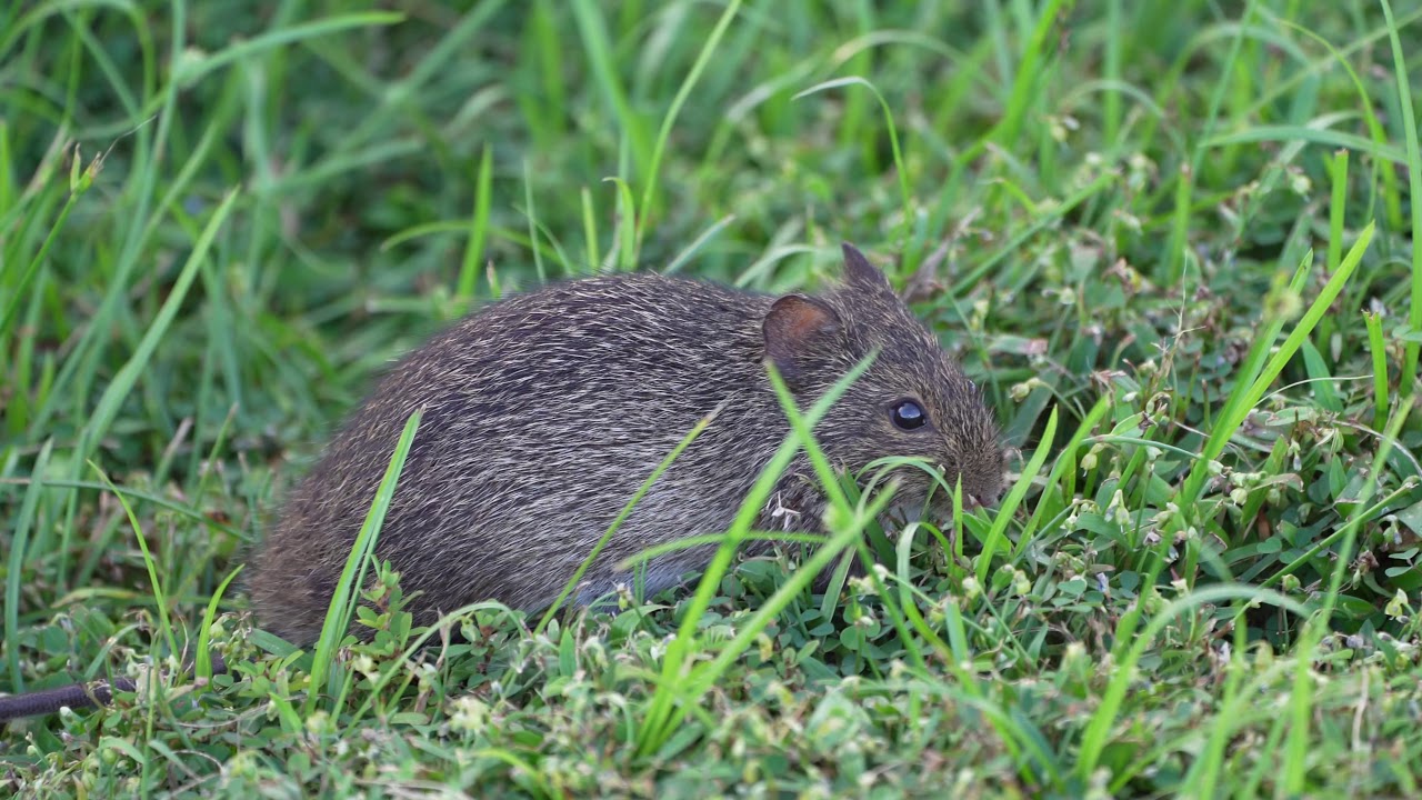 Florida Vole Sweatwater Wetlands Park - YouTube