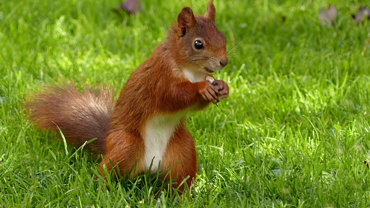 Top 10 Most Beautiful Squirrels in the World - YouTube