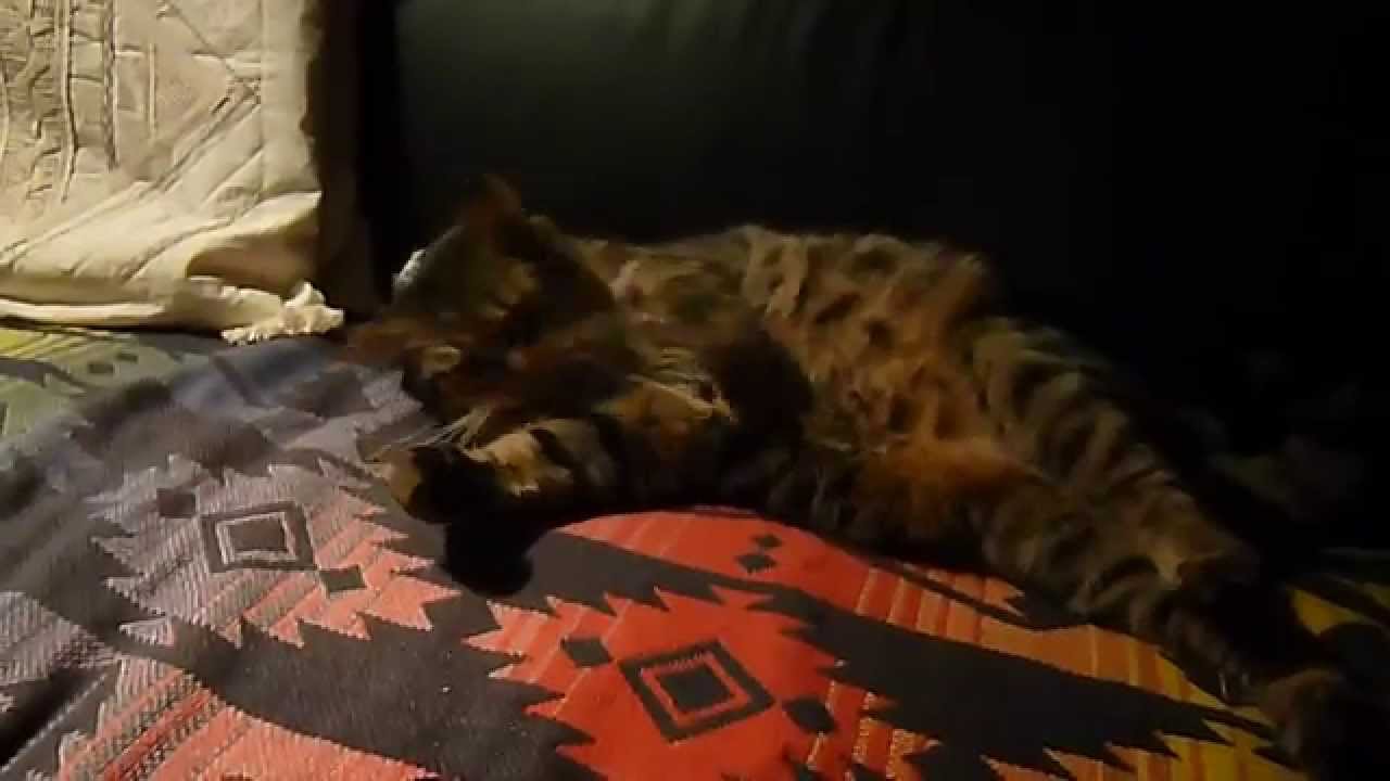 100% relaxed bengal cat enjoys and practices stretching - YouTube