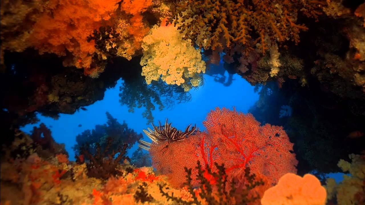 Bali - Coral Reef Reborn - YouTube