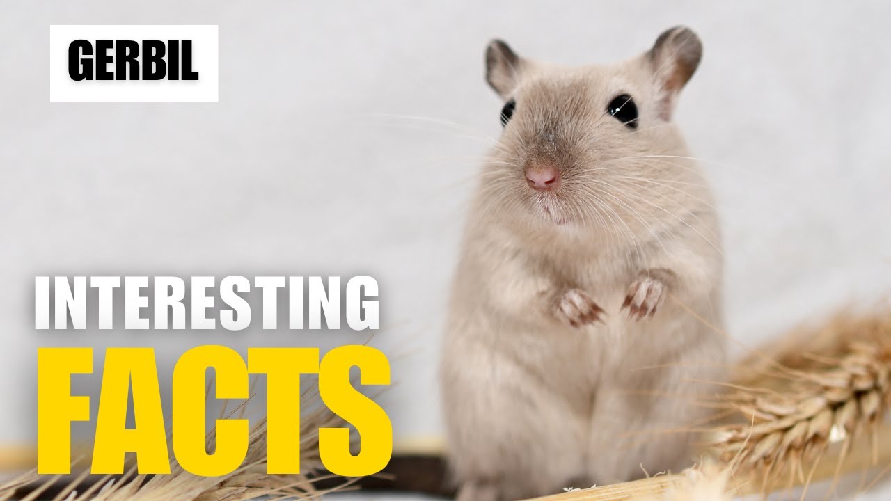 What Are the Most Interesting Facts About Gerbil?| Interesting Facts ...