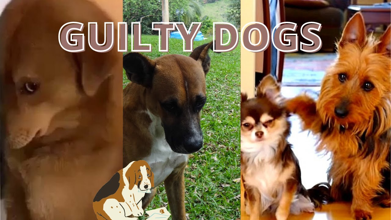 Guilty Dog Face Reaction | Guilty Dogs Video 2021 | Dogs Blame Each ...
