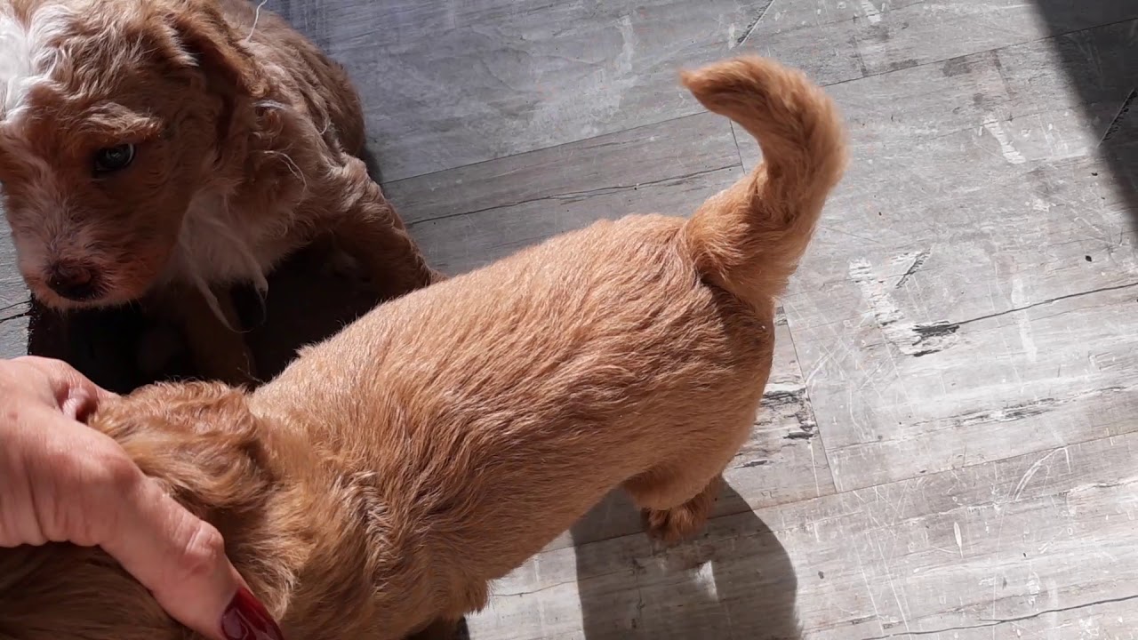 Bella and EZ Rizo - 5 week part 2 - YouTube