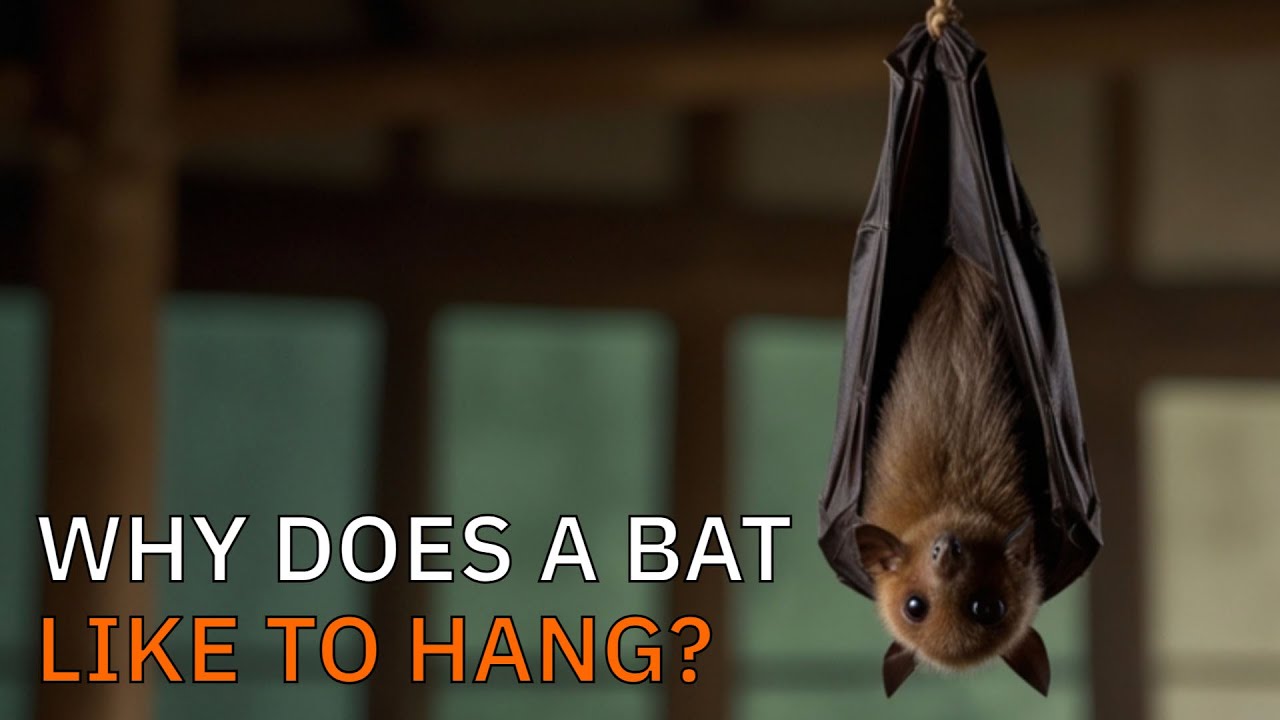 Why does a bat like to hang? Anatomy of bats - YouTube