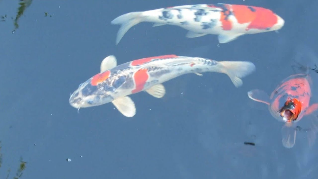 beautiful baby Fishes in my aquarium|cutest baby fishes in my pond🐟 ...
