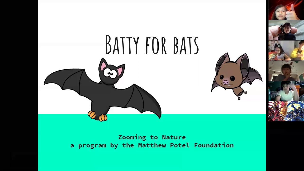 Zooming to Nature: Get Batty for Bats! - YouTube