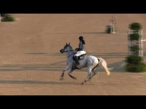 Video of HOT SHOT VAN DE HOENDRIKSHOEVE ridden by ANNA CHRISTINA GANSAUER from ShowNet!
