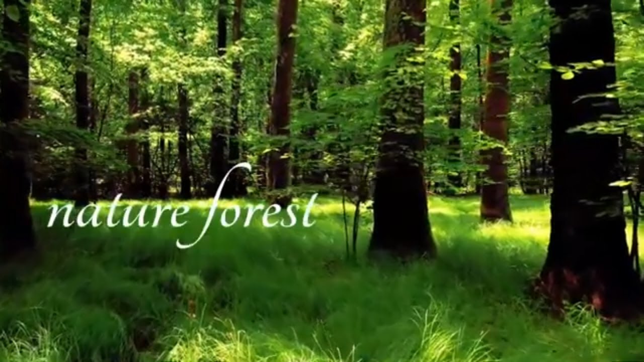 Forest videos with Ambient and Calm Music Nature Sound Meditation ...