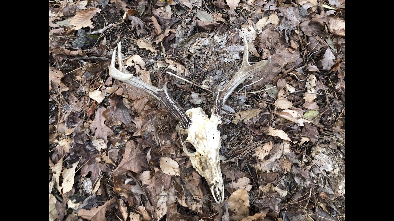 Deer camp 2022 another deadhead found - YouTube