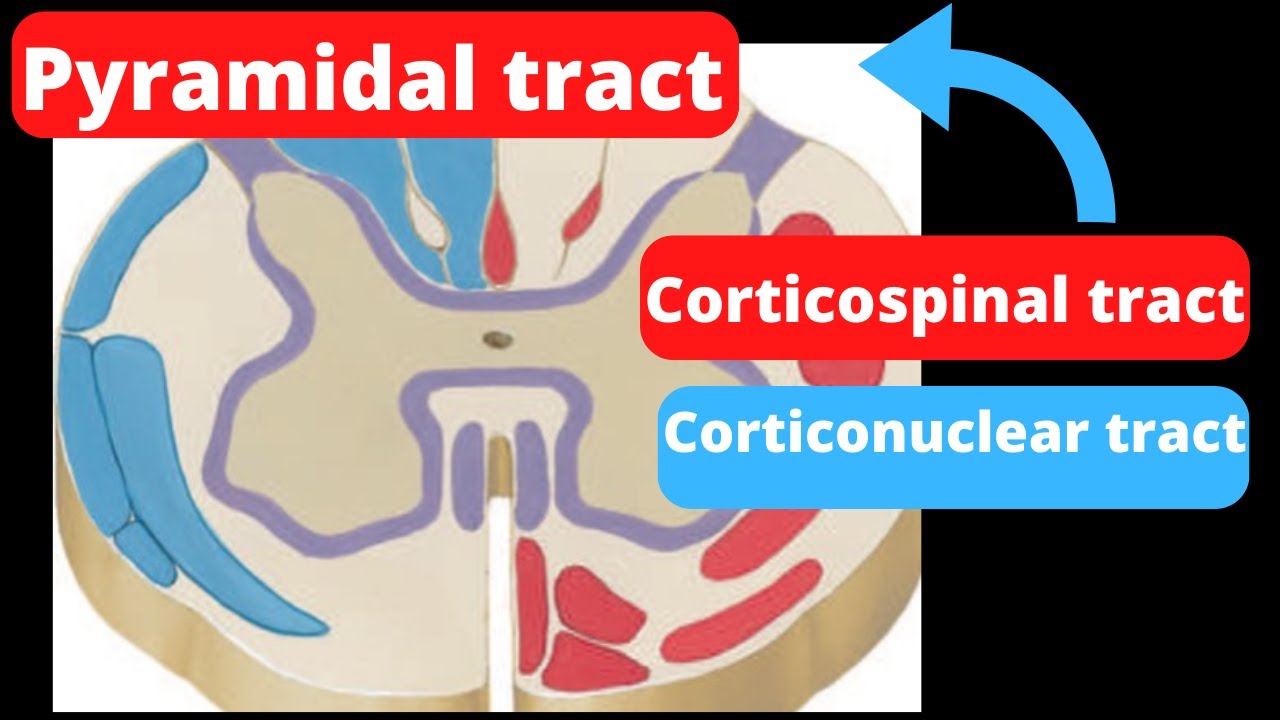 17-Pyramidal Tract (corticospinal&corticobulbar) - YouTube