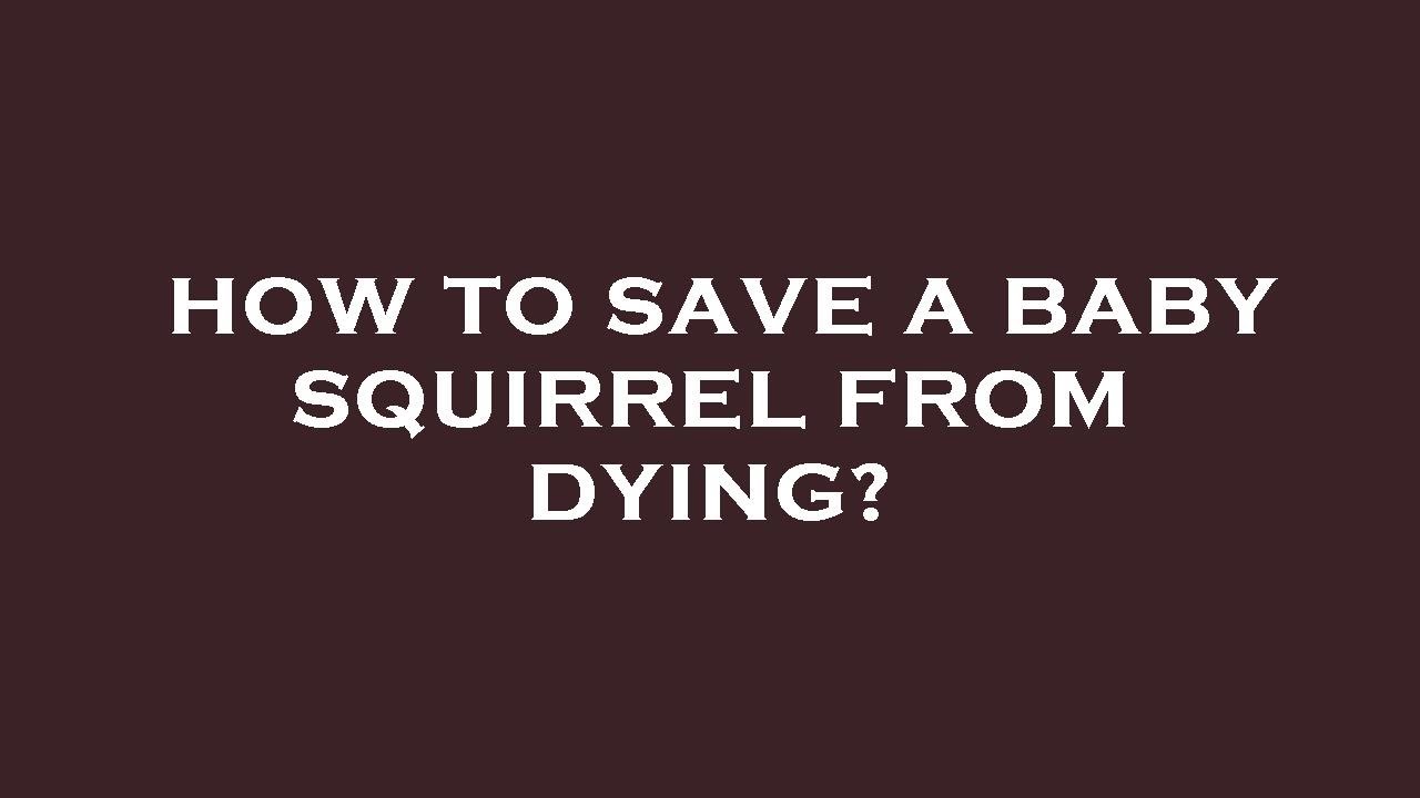 How to save a baby squirrel from dying? - YouTube