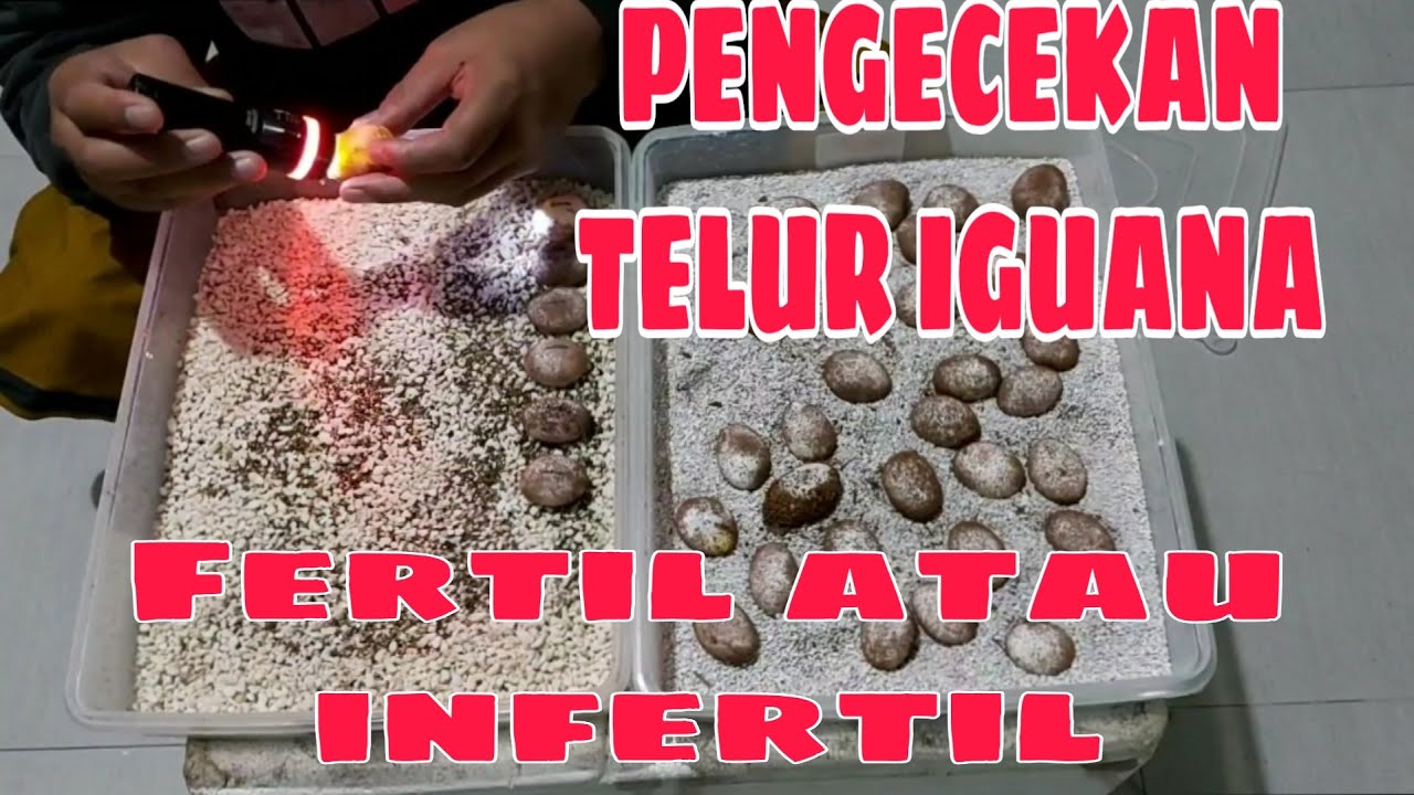 PENGECEKAN TELUR IGUANA|FERTIL ATAU INFERTIL - YouTube