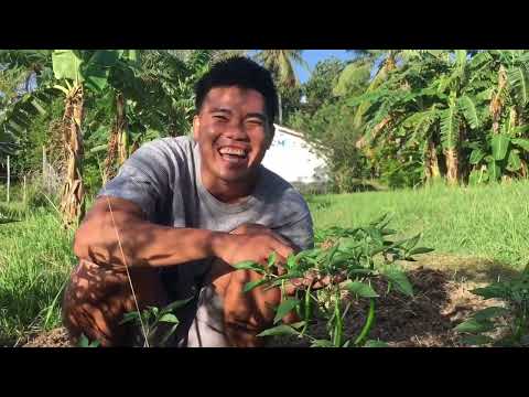 Dansoy Vlogs: Talong & Sili Update + RTL Chicken
