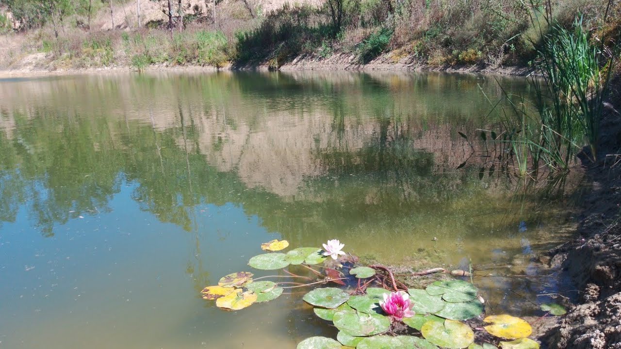 one year later... latest progress of the Power Flower project at Quinta ...