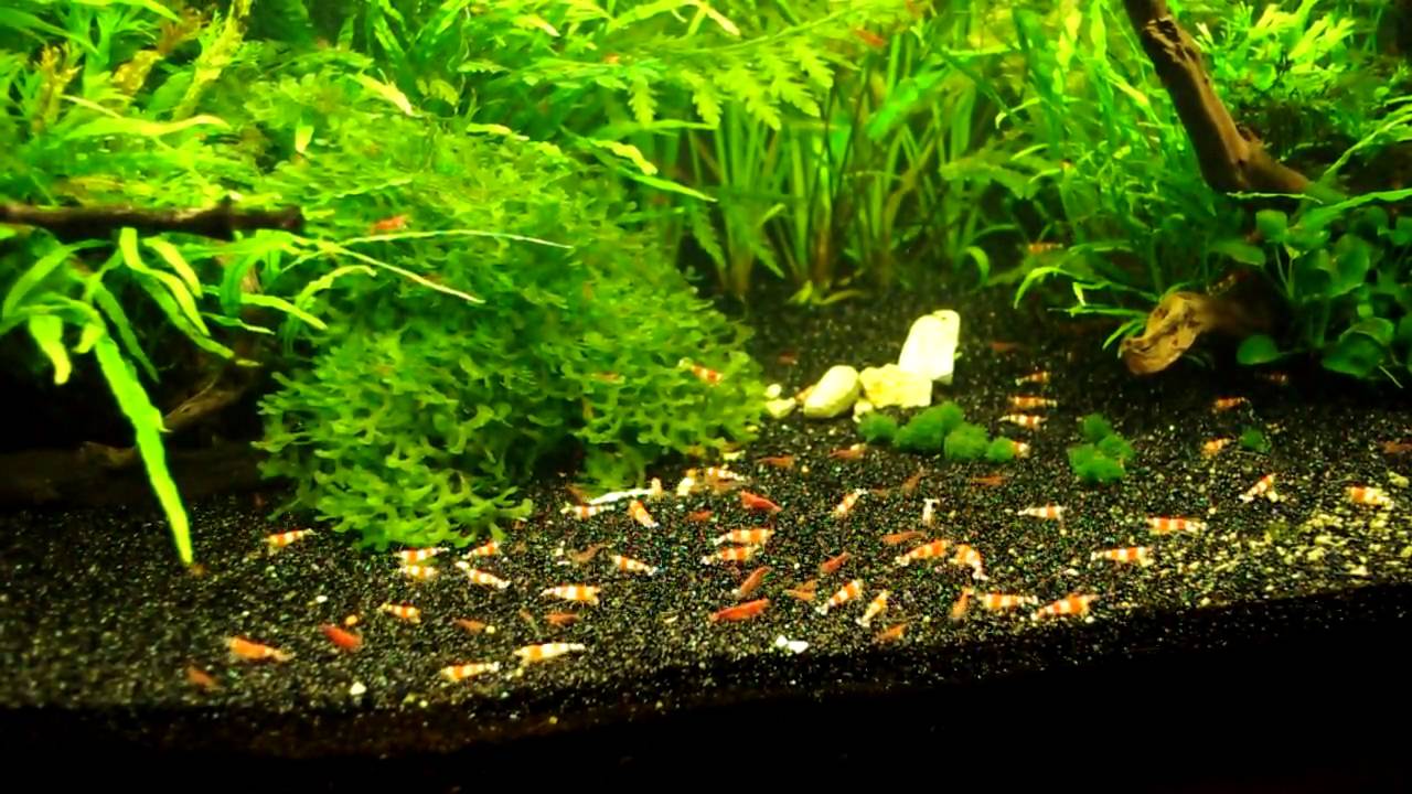 planted Crystal Red Shrimp Tank - YouTube
