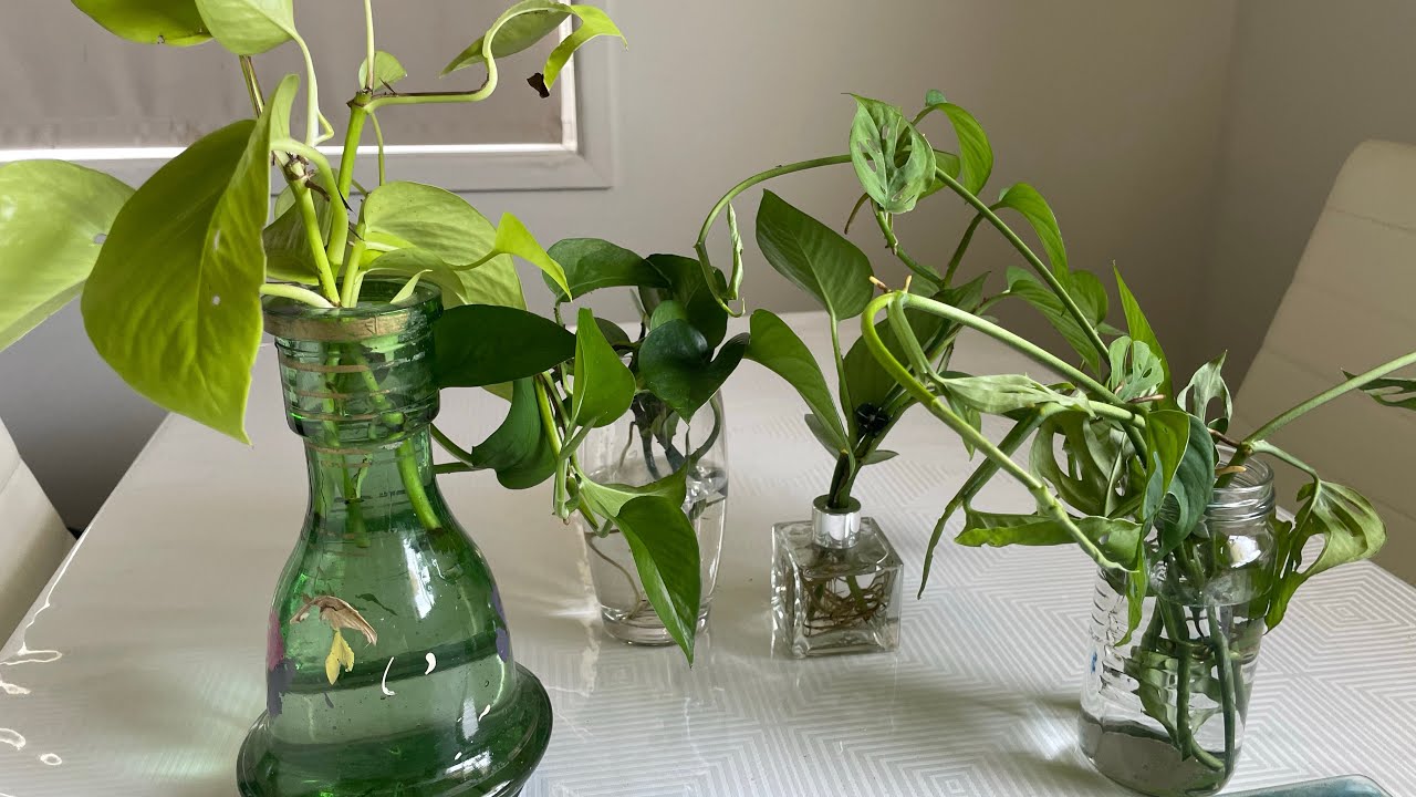 Propagating Swiss Monstera||HYDROPONICS ||Very Easy - YouTube